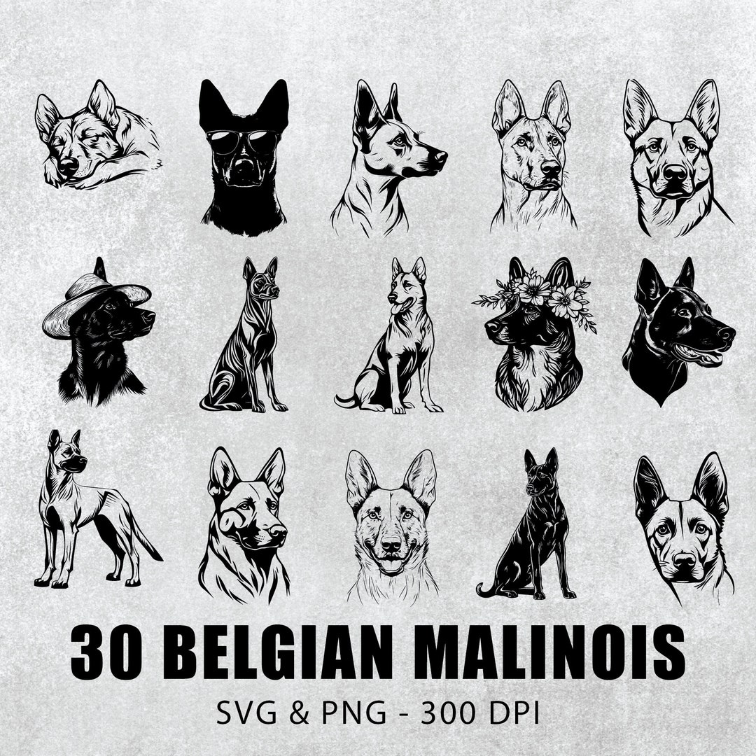 Belgian Malinois Svg Bundle, Belgian Malinois Silhouette, Belgian ...