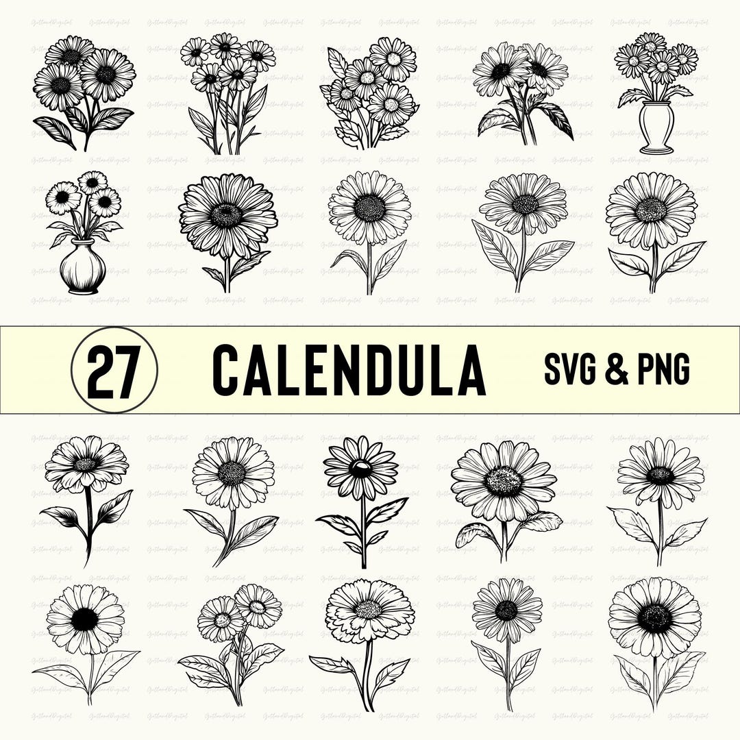 Calendula Svg Png, Calendula Clipart, Calendula Silhouette, Calendula ...