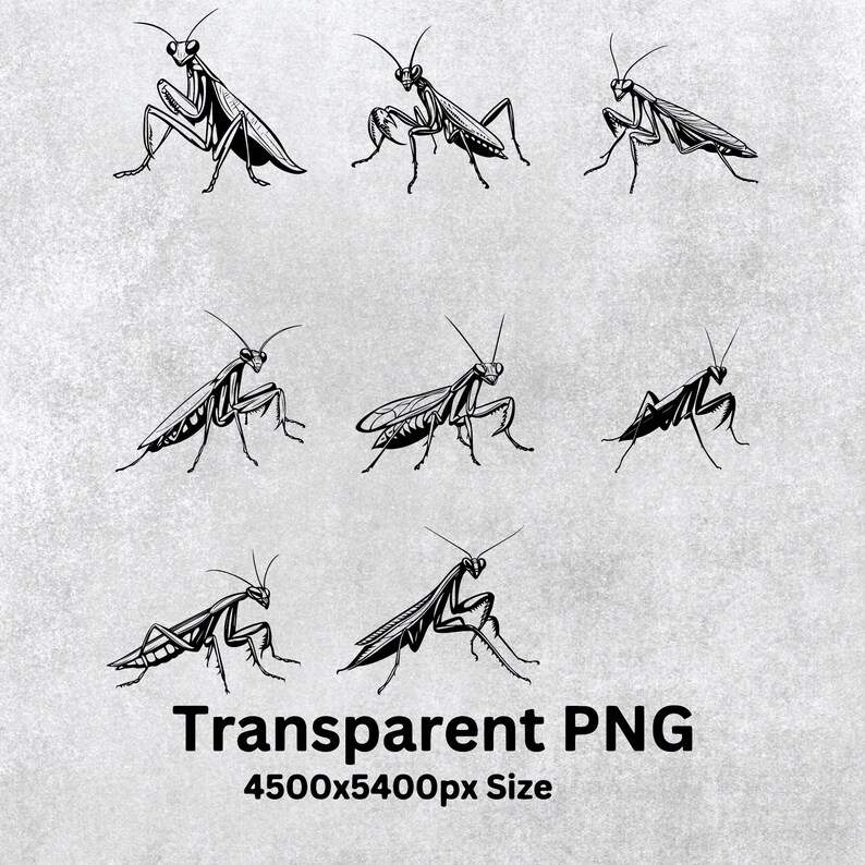 Praying Mantis Svg Png, Praying Mantis Clipart, Praying Mantis ...