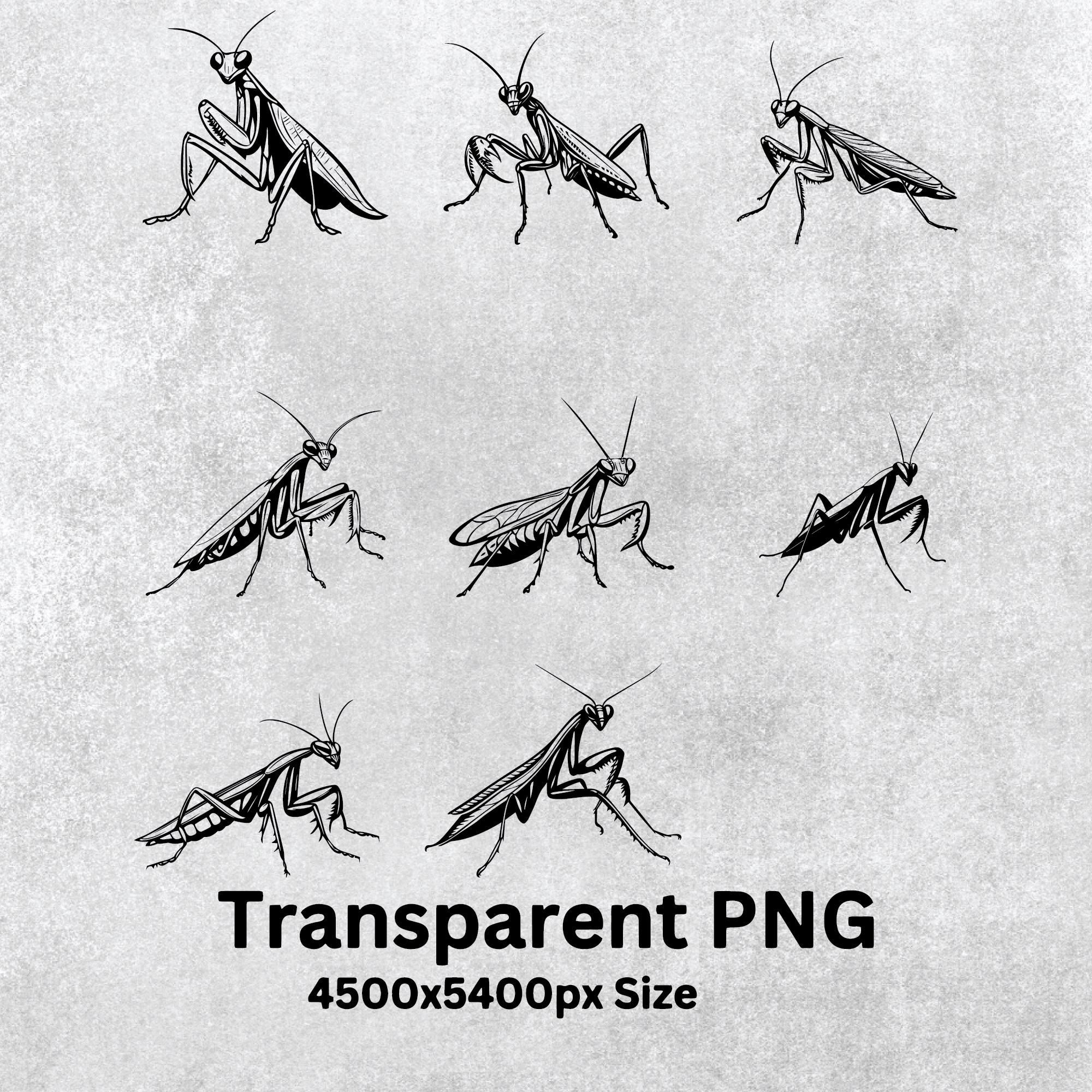 Praying Mantis Svg Png, Praying Mantis Clipart, Praying Mantis ...