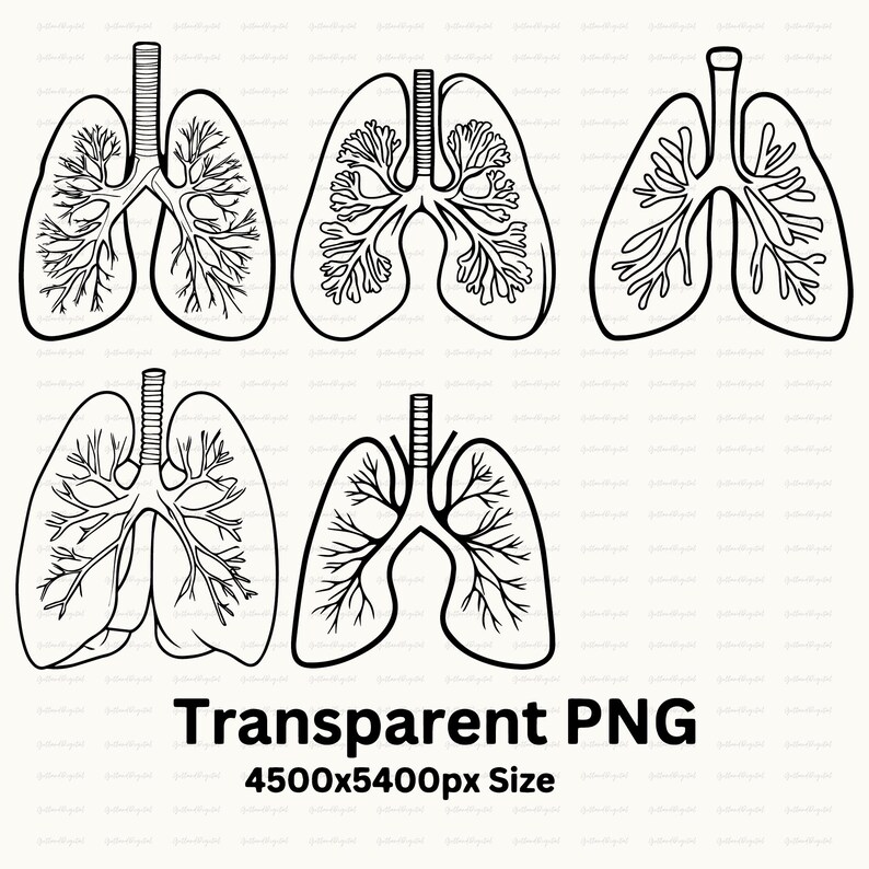 Human Lung Svg Bundle, Human Lung Silhouette, Human Lung Clipart, Human ...