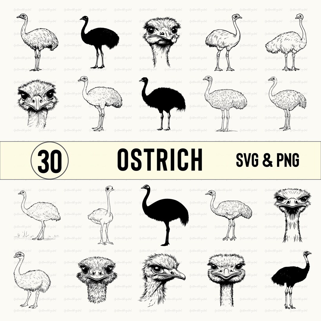 Ostrich Svg Bundle, Ostrich Silhouette, Ostrich Clipart, Ostrich Vector ...