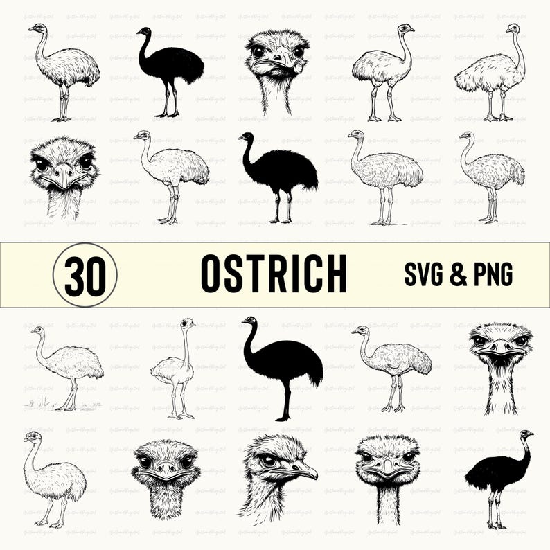 Ostrich Svg Bundle, Ostrich Silhouette, Ostrich Clipart, Ostrich Vector ...