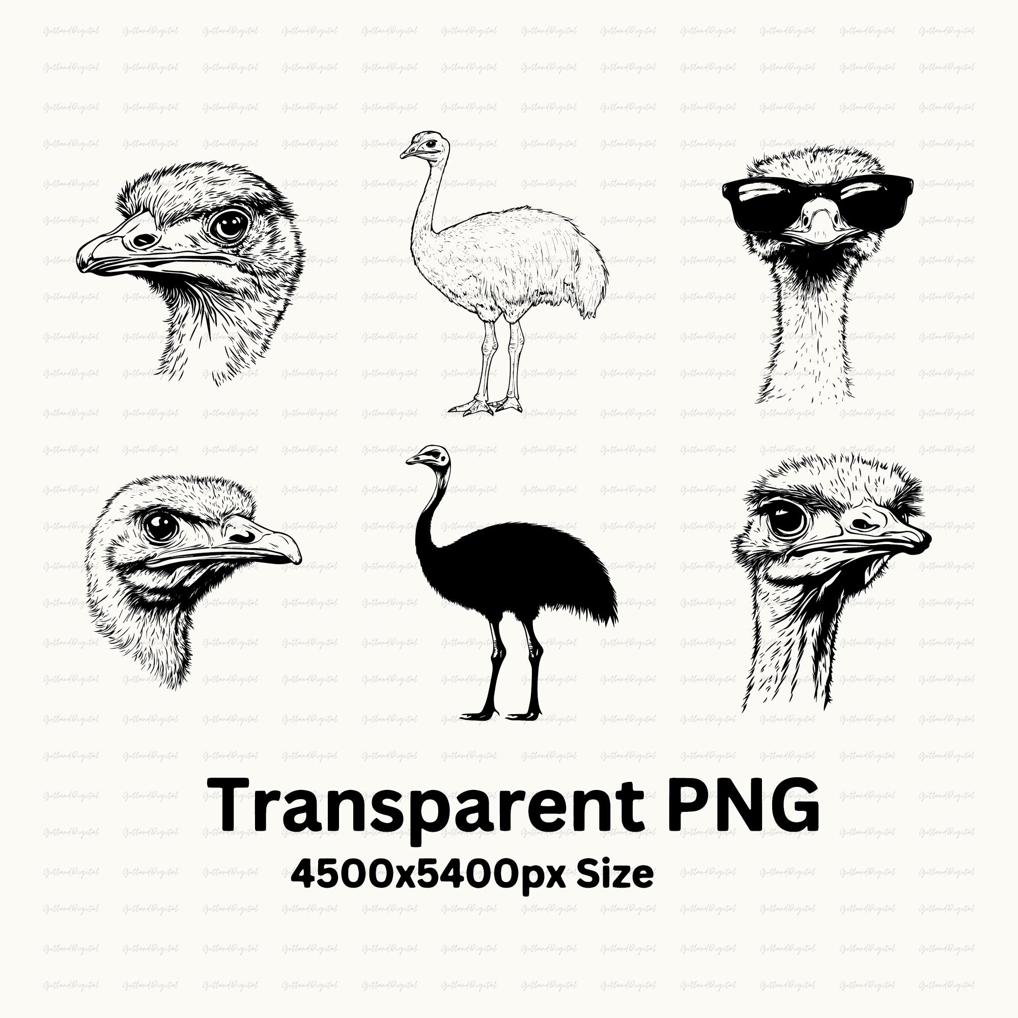 Ostrich Svg Bundle, Ostrich Silhouette, Ostrich Clipart, Ostrich Vector ...