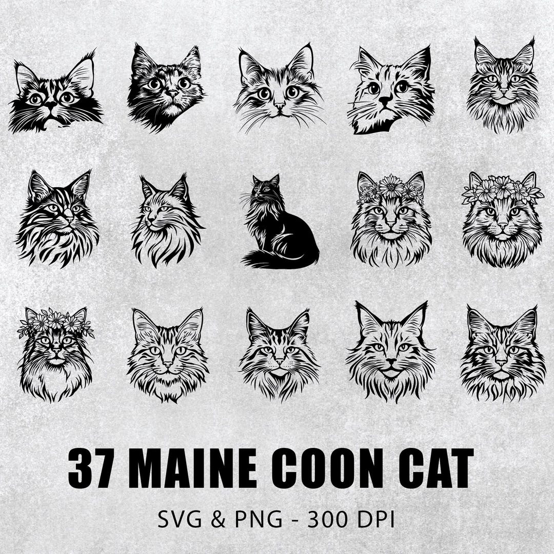 Maine Coon Cat Svg Bundle, Maine Coon Cat Silhouette Png, Maine Coon ...