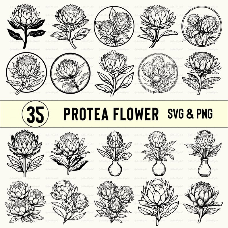Protea Flower SVG PNG Bundle: Floral Clipart, Cut Files - Etsy