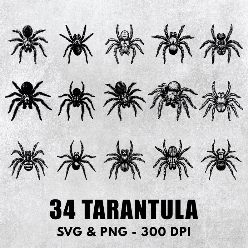 Tarantula Svg Png, Tarantula Clipart, Tarantula Silhouette, Tarantula ...