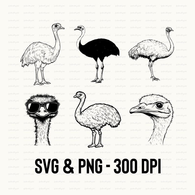 Ostrich Svg Bundle, Ostrich Silhouette, Ostrich Clipart, Ostrich Vector ...
