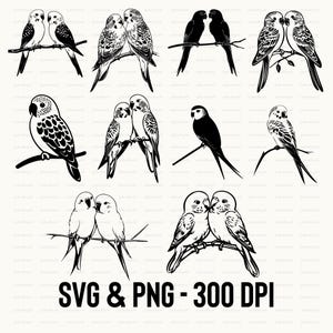 Budgie Bird Svg Bundle, Budgie Bird Silhouette, Budgie Bird Clipart ...