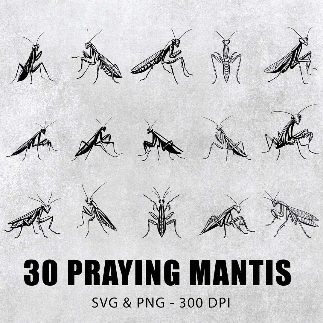 Praying Mantis Svg Png, Praying Mantis Clipart, Praying Mantis ...