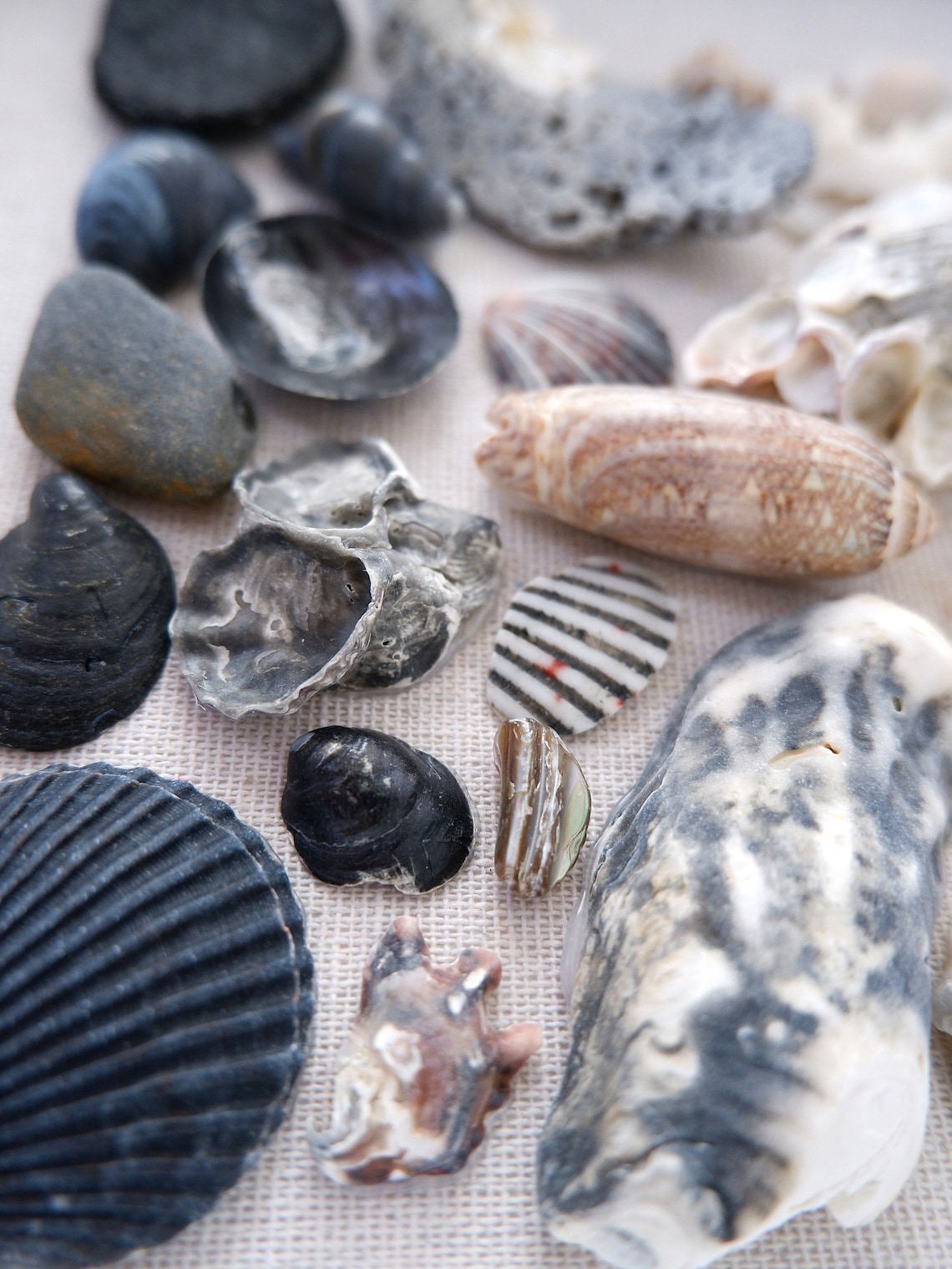 Color Gradient Shell Mosaic Shadow Box Art With Glass Enclosure ...