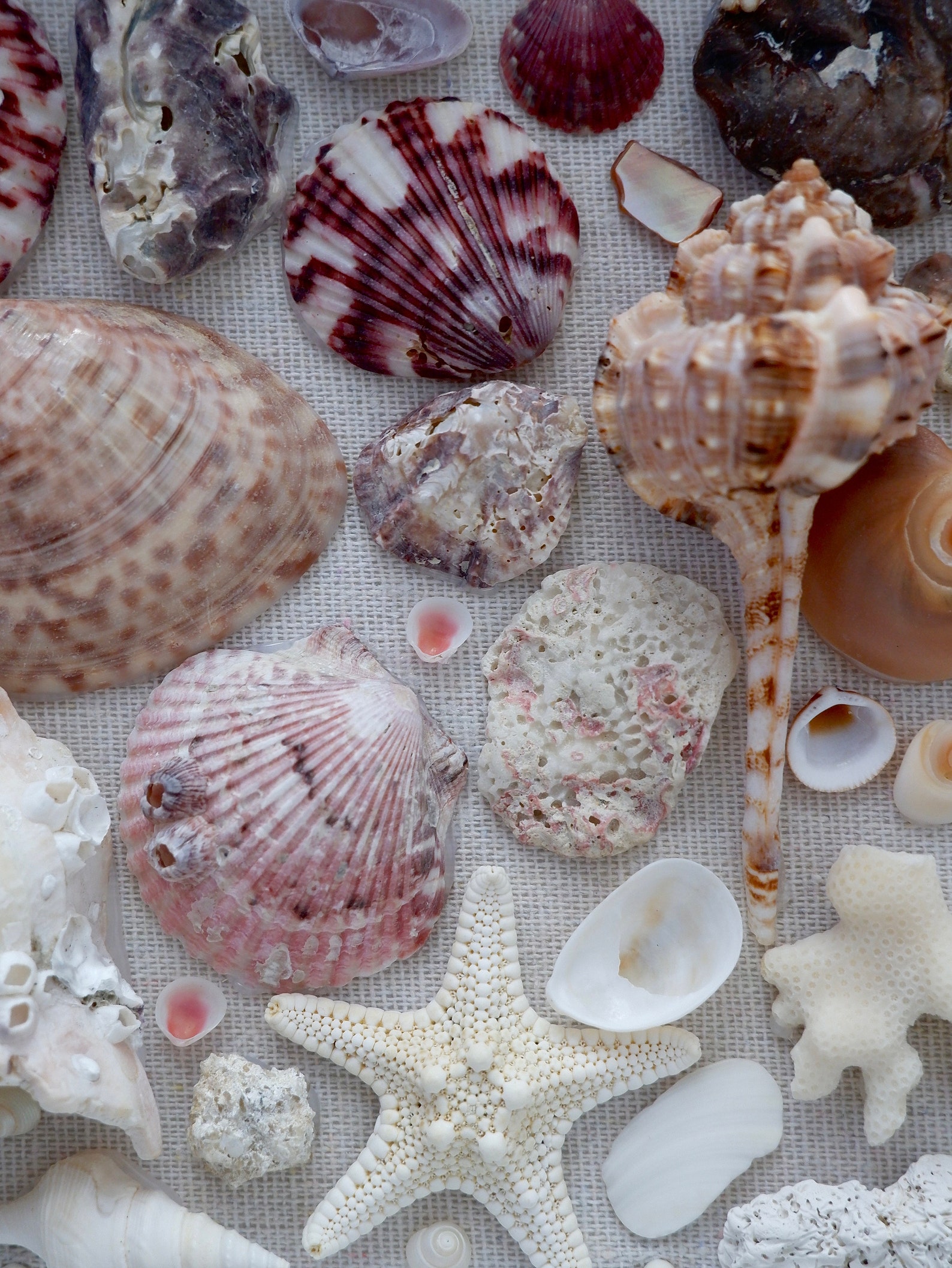 Color Gradient Shell Mosaic Shadow Box Art With Glass Enclosure ...