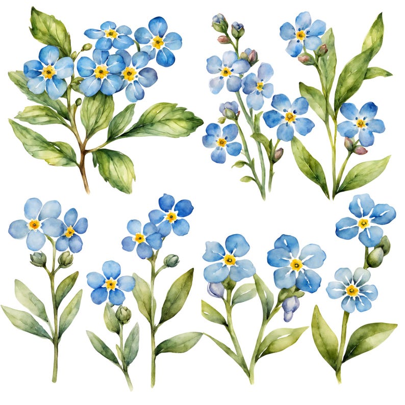 10 Forget-me-nots Flowers Clipart, High Quality, Printable Watercolor ...