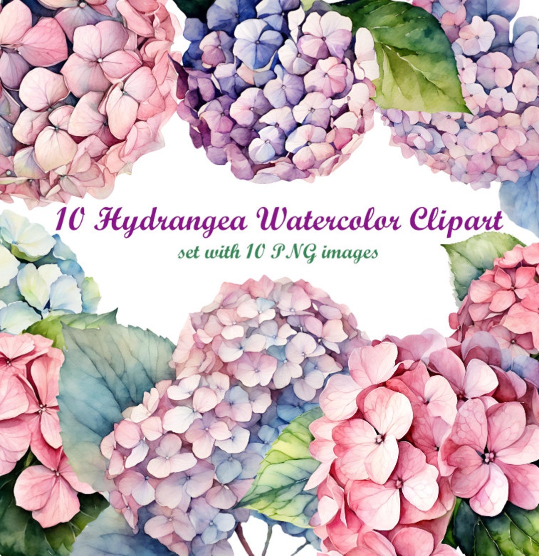 Hydrangea Watercolor Clipart, Floral Illustration (digital Download) - Etsy