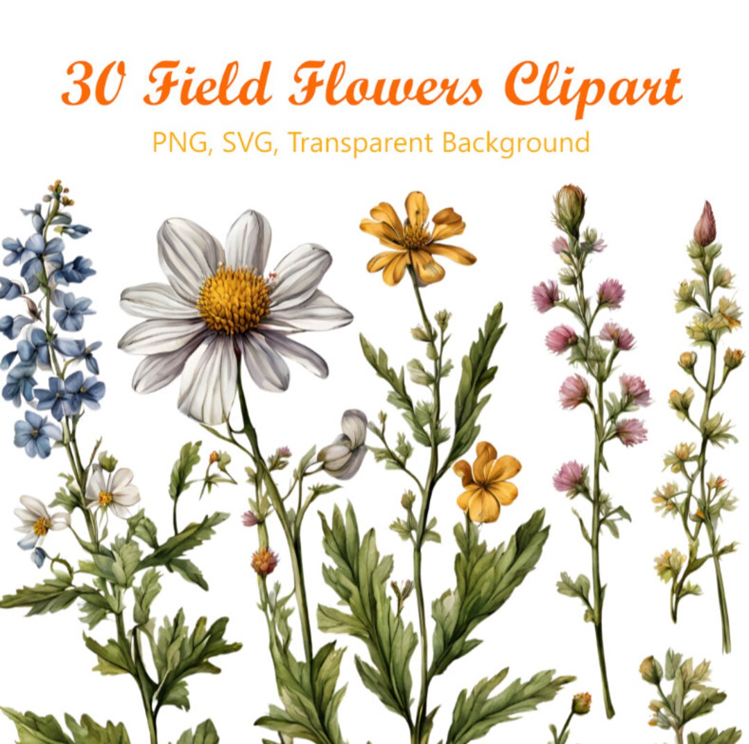 30 Field Flowers Clipart High Quality, High Quality PNG, SVG ...