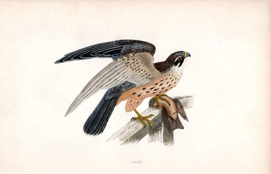 Hobby Falcon Beautiful Original Antique Print From 'history of British ...