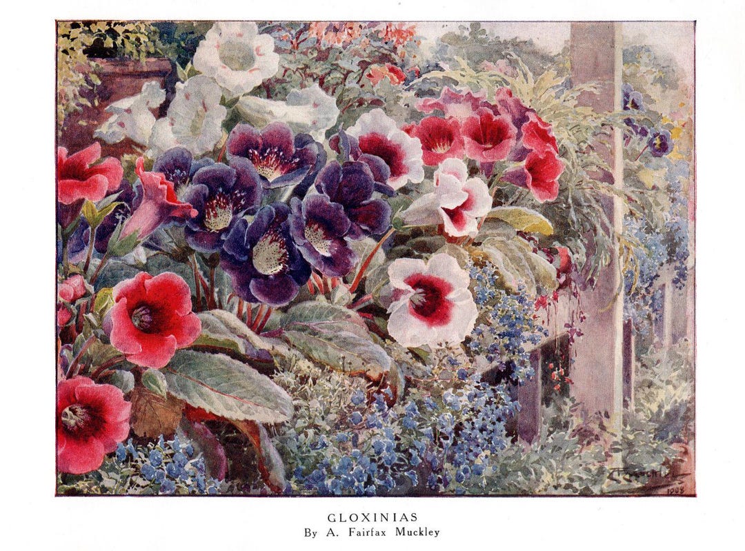 Gloxanias by A Fairfax Muckley Antique Flower Print From Beautiful ...