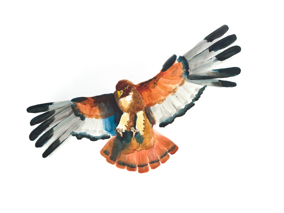 Full Wing Span Red Tailed Hawk - Etsy