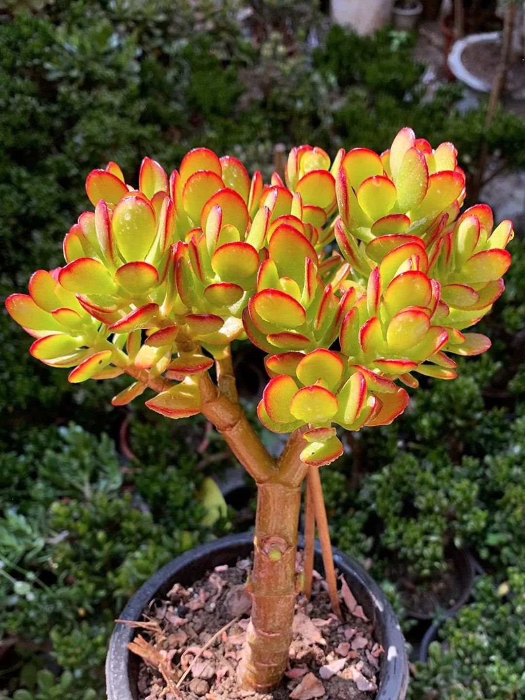 Live Plant Sunset Money Crassula Ovata Cv Ohgonkagetsu, Sunset Money ...