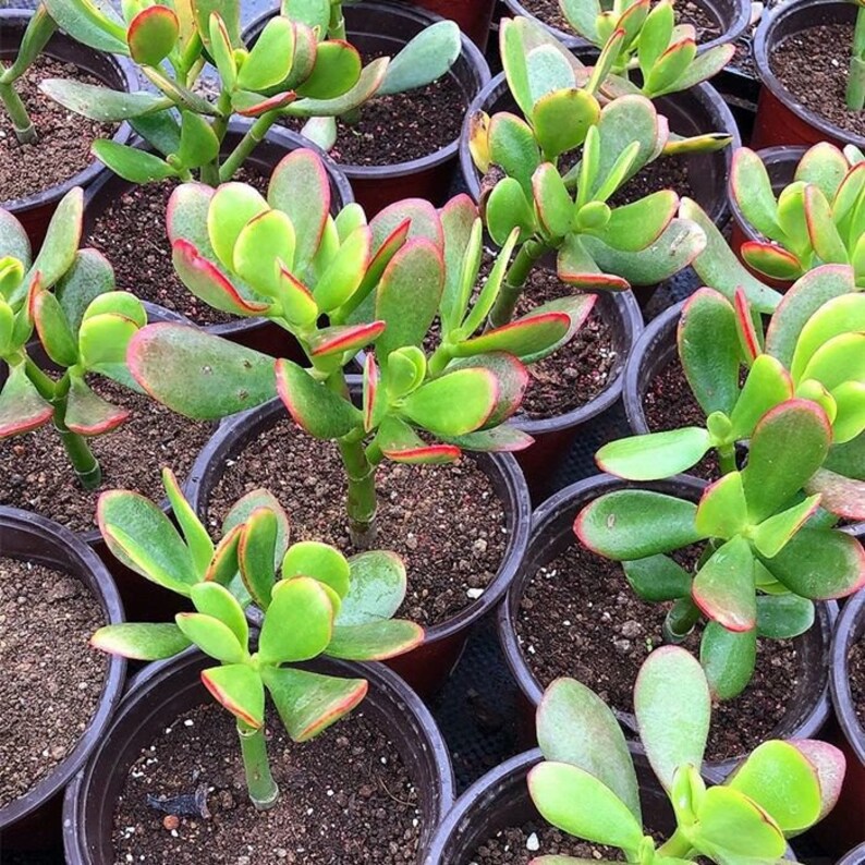 Live Plant Sunset Money Crassula Ovata Cv Ohgonkagetsu, Sunset Money ...