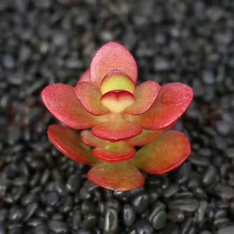 Live Plant Sunset Money Crassula Ovata Cv Ohgonkagetsu, Sunset Money ...
