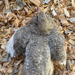 12 Fresh Rainbow Coturnix Quail Eggs - Etsy
