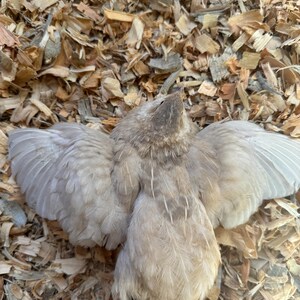 12 Fresh Rainbow Coturnix Quail Eggs - Etsy