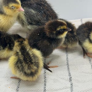 12 Fresh Rainbow Coturnix Quail Eggs - Etsy