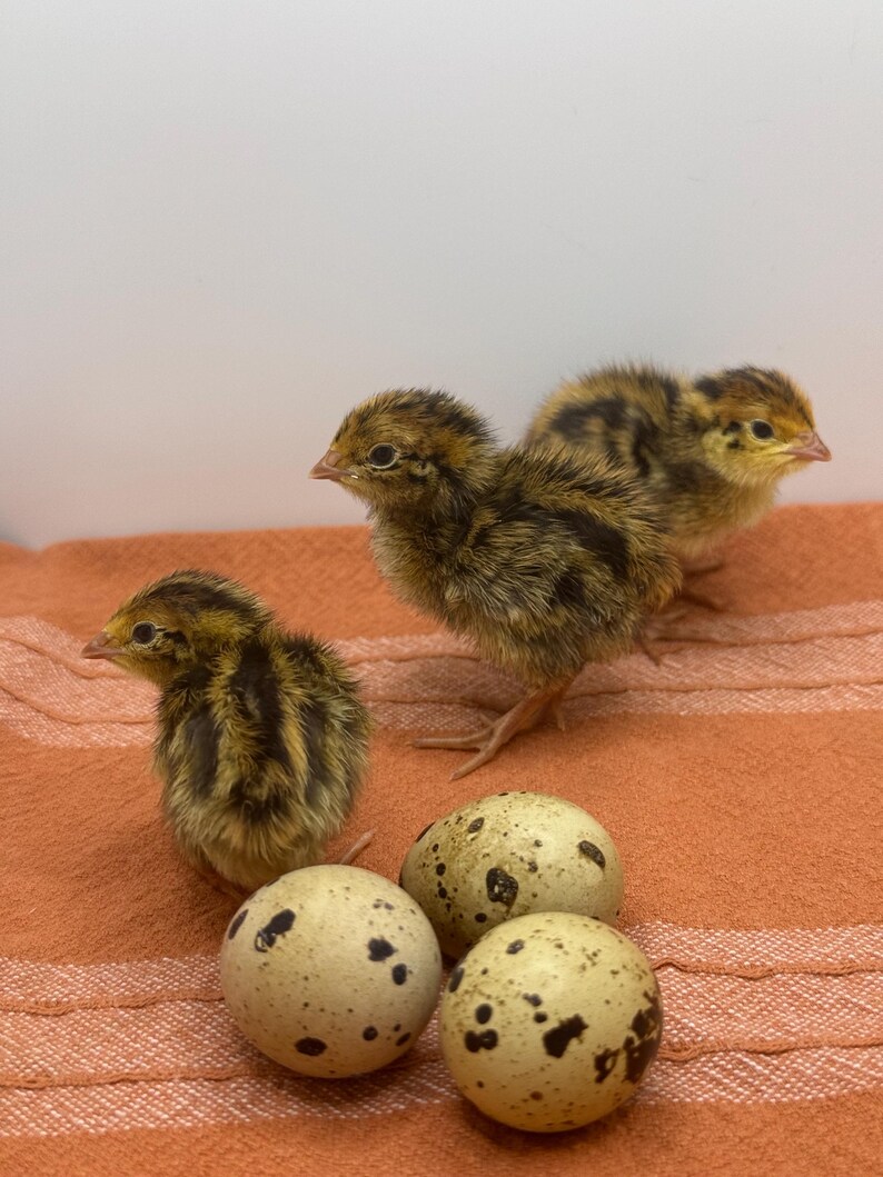 12 Fresh Rainbow Coturnix Quail Eggs - Etsy