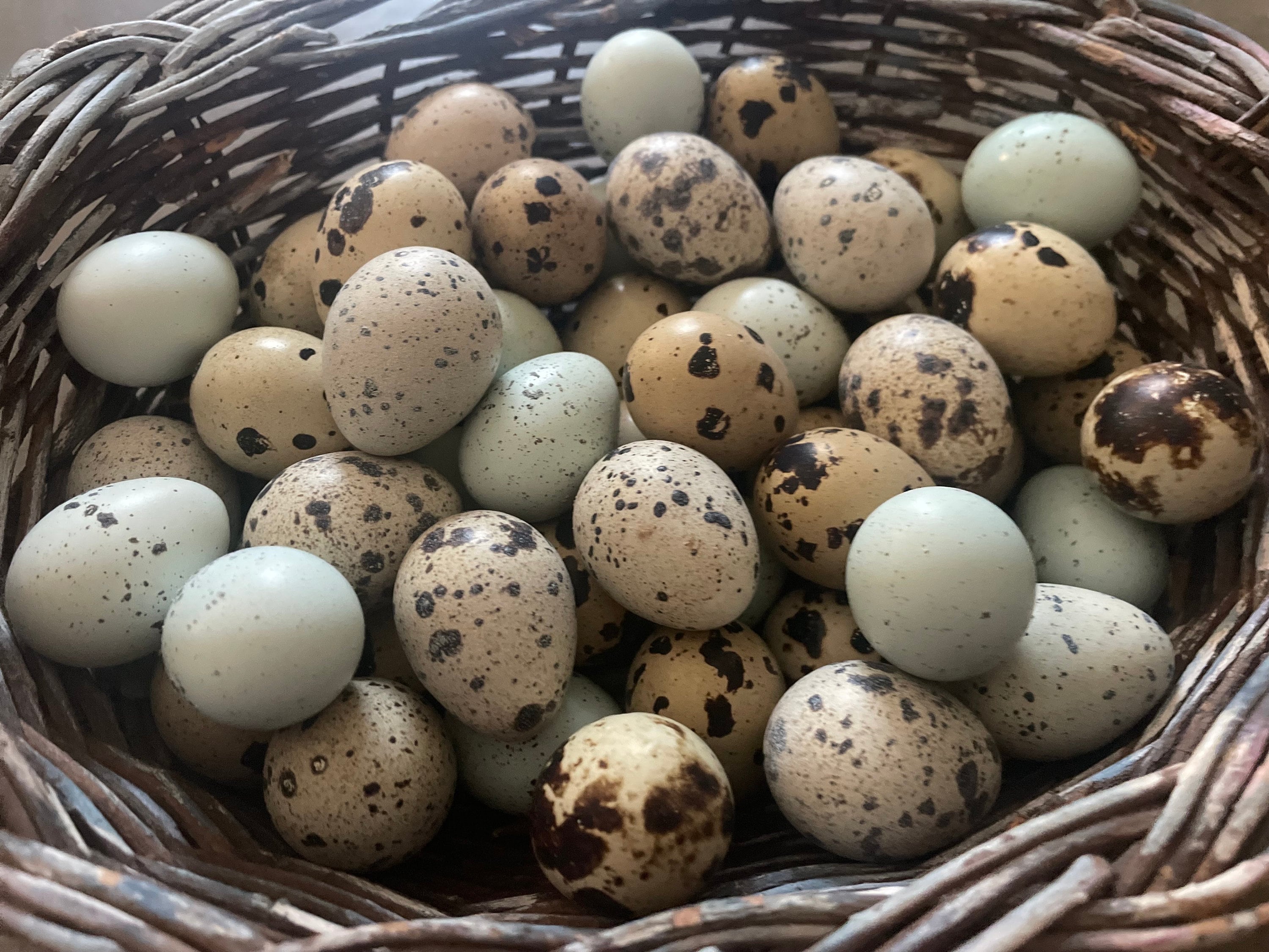12 Fresh Rainbow Coturnix Quail Eggs - Etsy