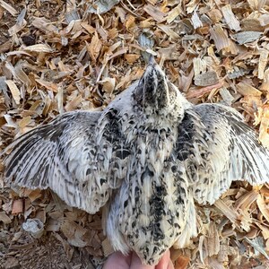 12 Fresh Rainbow Coturnix Quail Eggs - Etsy