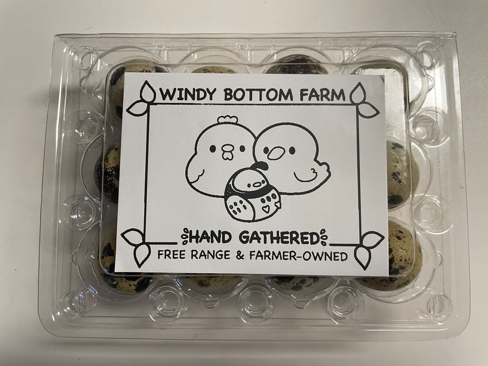 12 Fresh Rainbow Coturnix Quail Eggs - Etsy