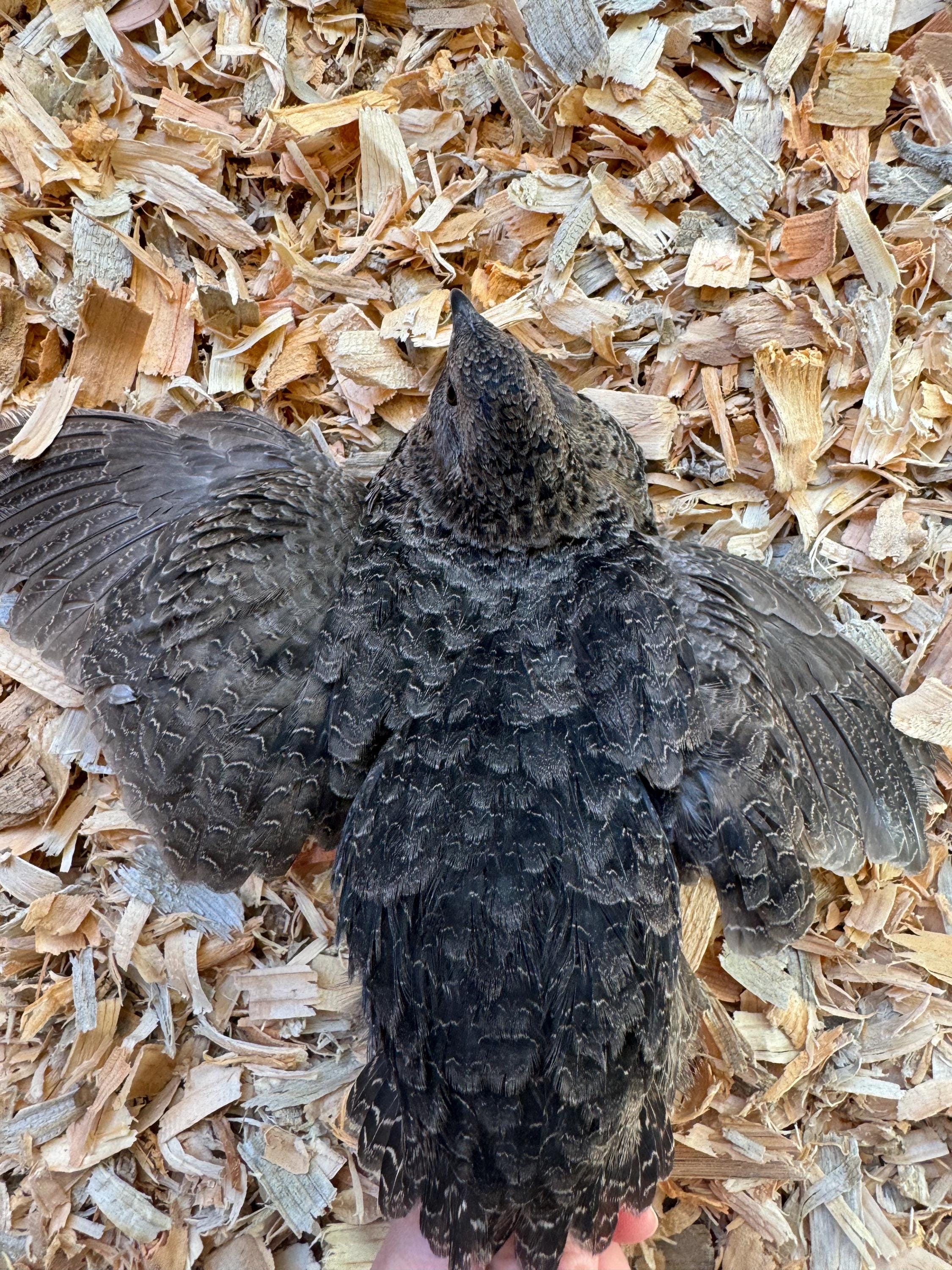 12 Fresh Rainbow Coturnix Quail Eggs - Etsy
