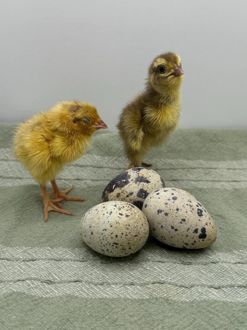 12 Fresh Rainbow Coturnix Quail Eggs - Etsy