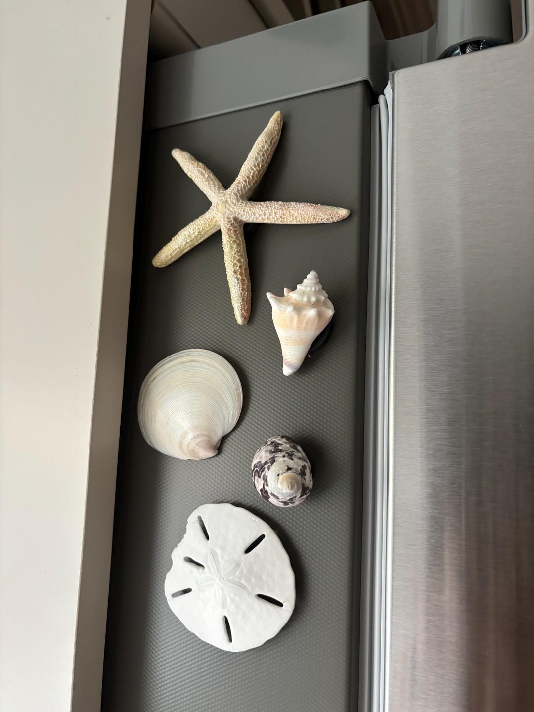 Coastal Seashell Fridge Magnets - Etsy