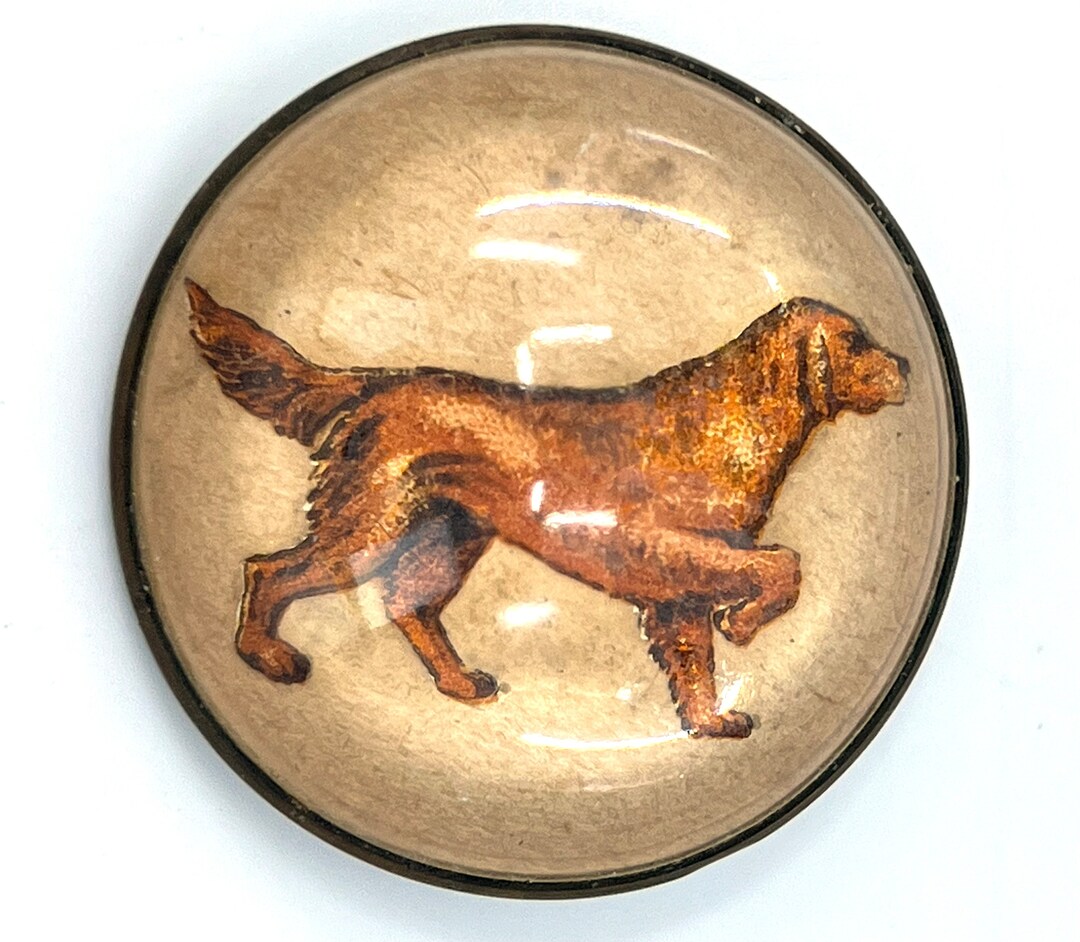 Victorian Bridle Rosette Button Golden Retriever Pointer Dog Lucite ...