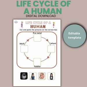 Life Cycle of a Human, Preschool Curriculum, Preschool Printable ...