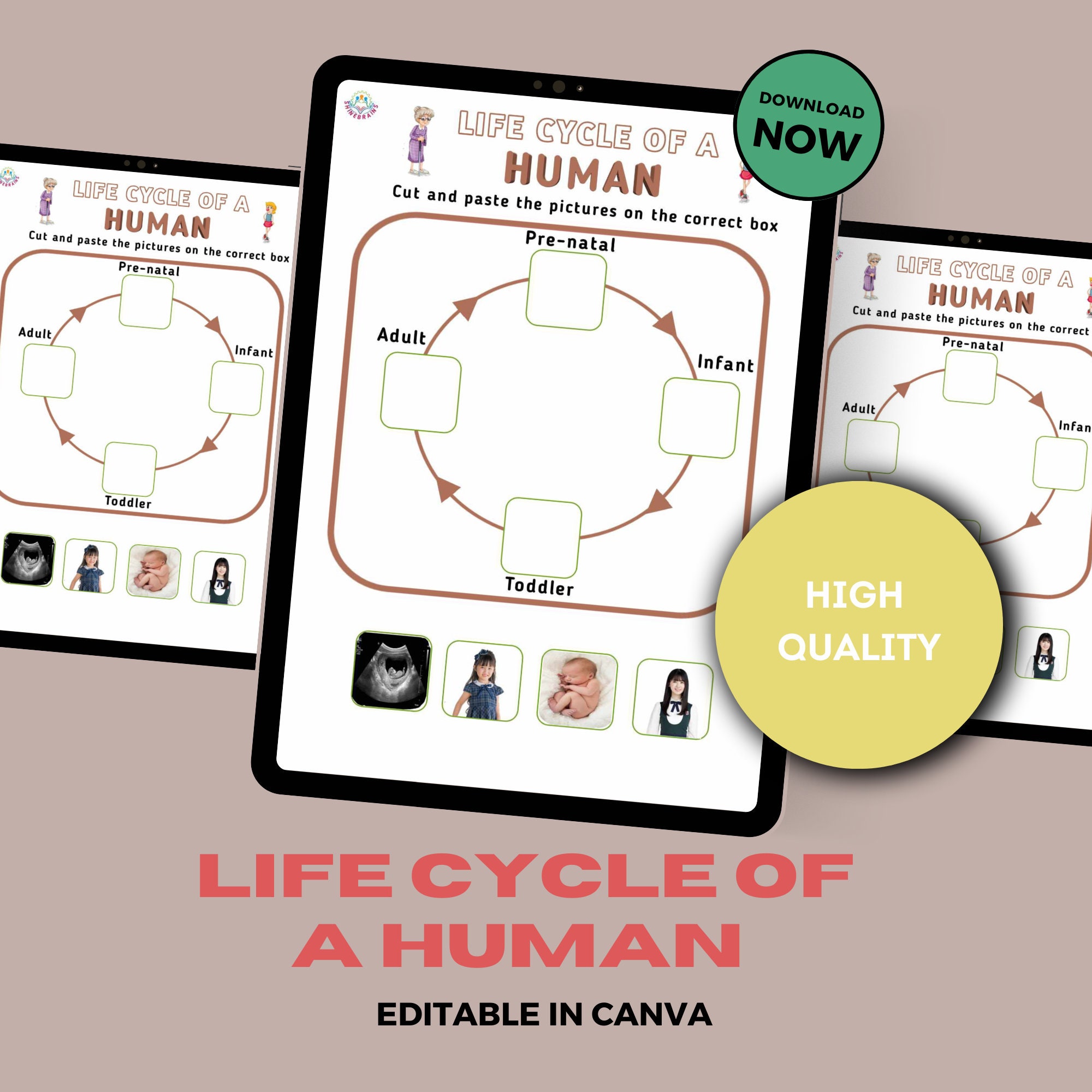 Life Cycle of a Human, Preschool Curriculum, Preschool Printable ...