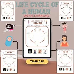 Life Cycle of a Human, Preschool Curriculum, Preschool Printable ...