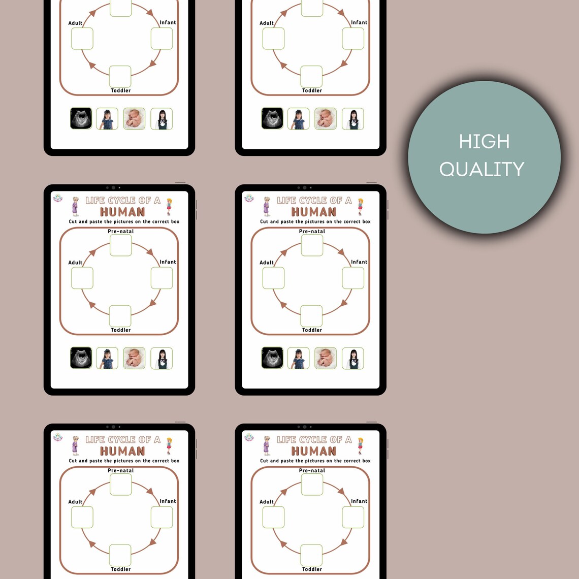 Life Cycle of a Human, Preschool Curriculum, Preschool Printable ...