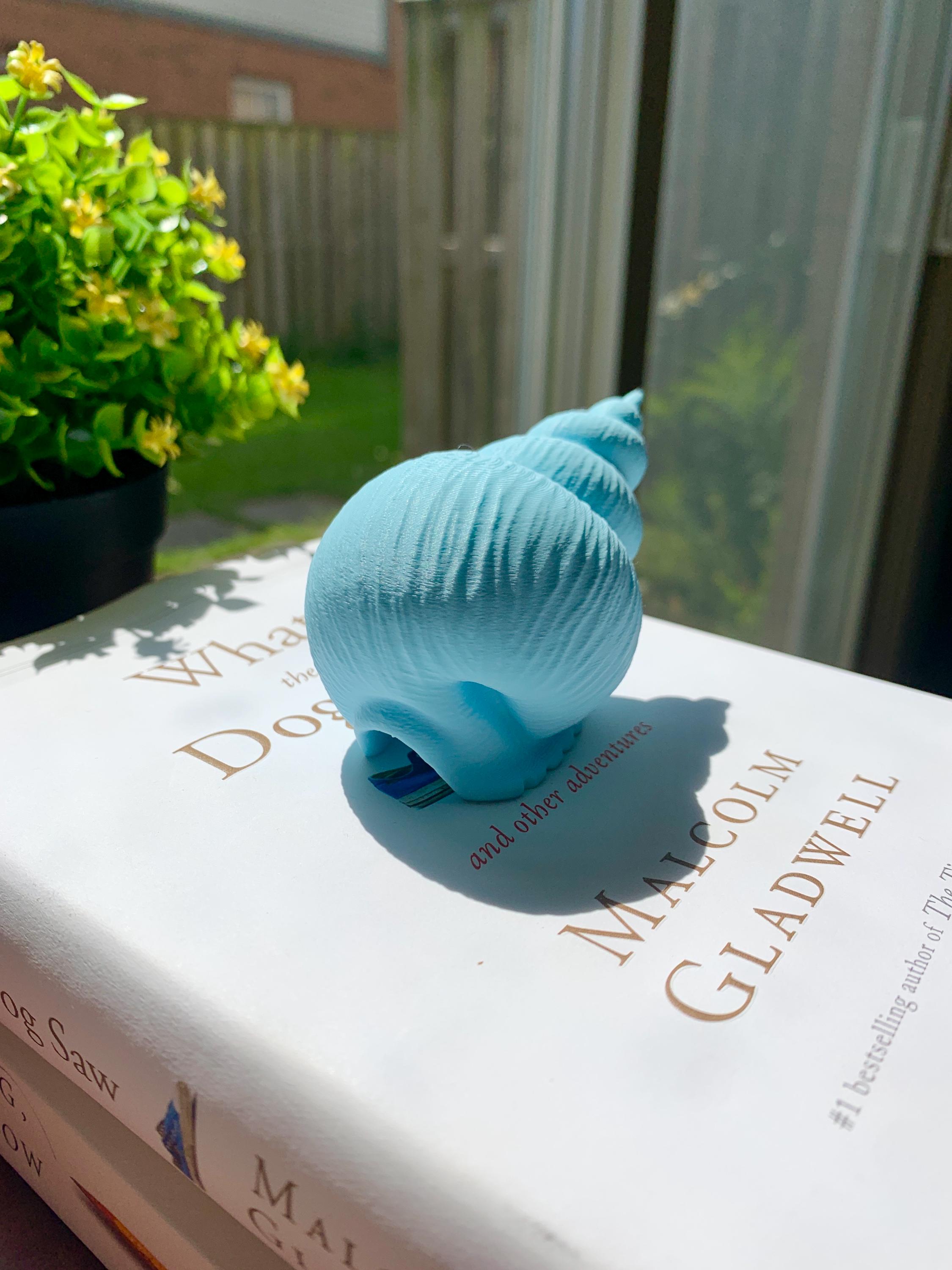 Conch Desk Toy Eco-friendly Sea Shell Stress Relief & Unique Office ...