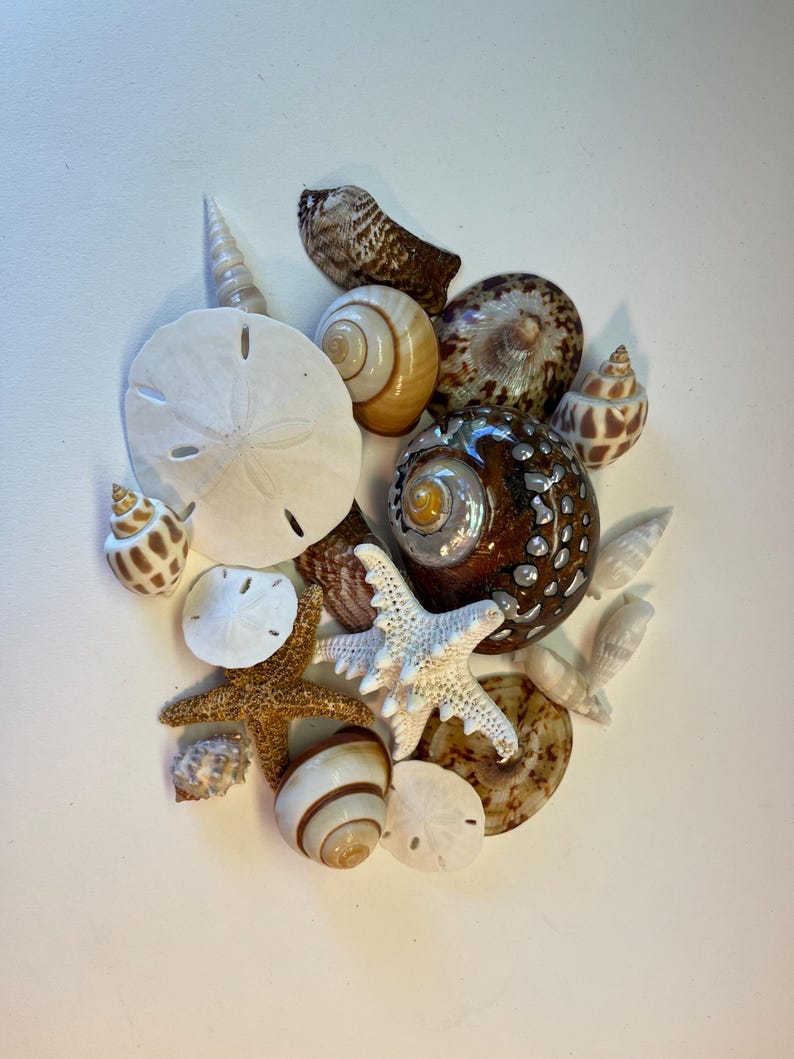 Sea Shell Assortment - Etsy