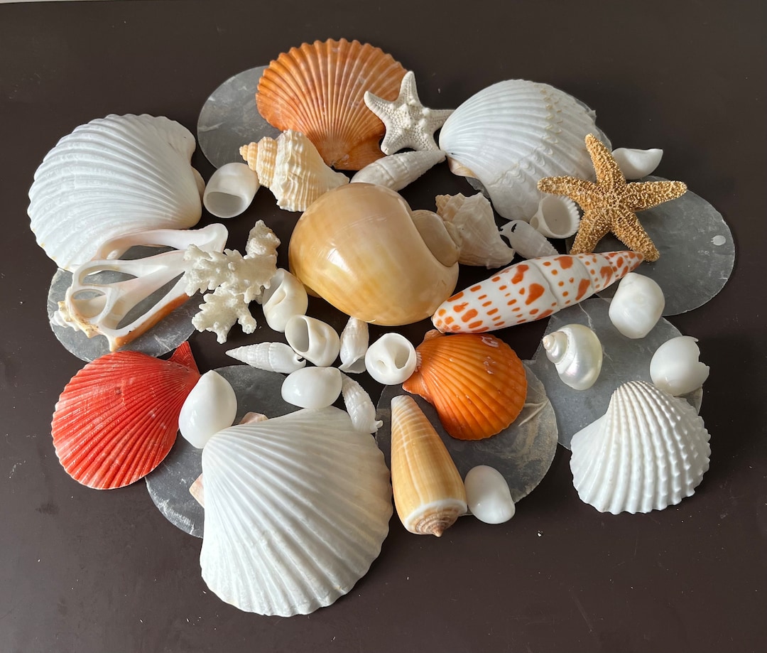 Shell Assortment #3 - Small Coral - White & Orange Scallop - Turbo ...