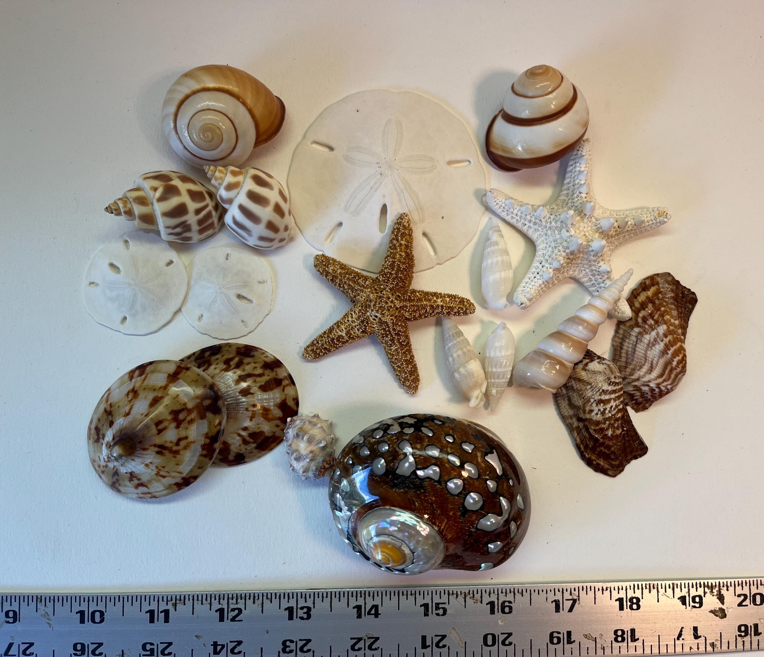 Sea Shell Assortment - Etsy