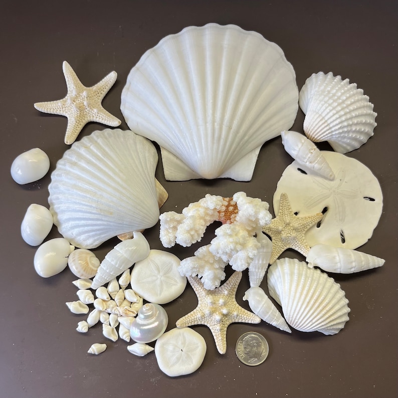 Shell Assortment - Small Coral - Wedding Decorations - Knobby Starfish ...