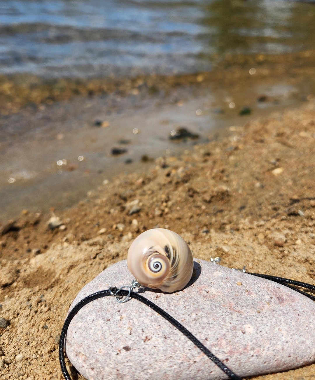 Real Shark Eye Shell Necklace, Moon Snail, Shell Jewelry, Natural, Sea ...