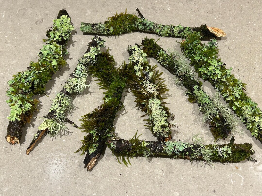 5 Large Natural Lichen and Moss-covered Sticks for Terrariums, Crafts ...