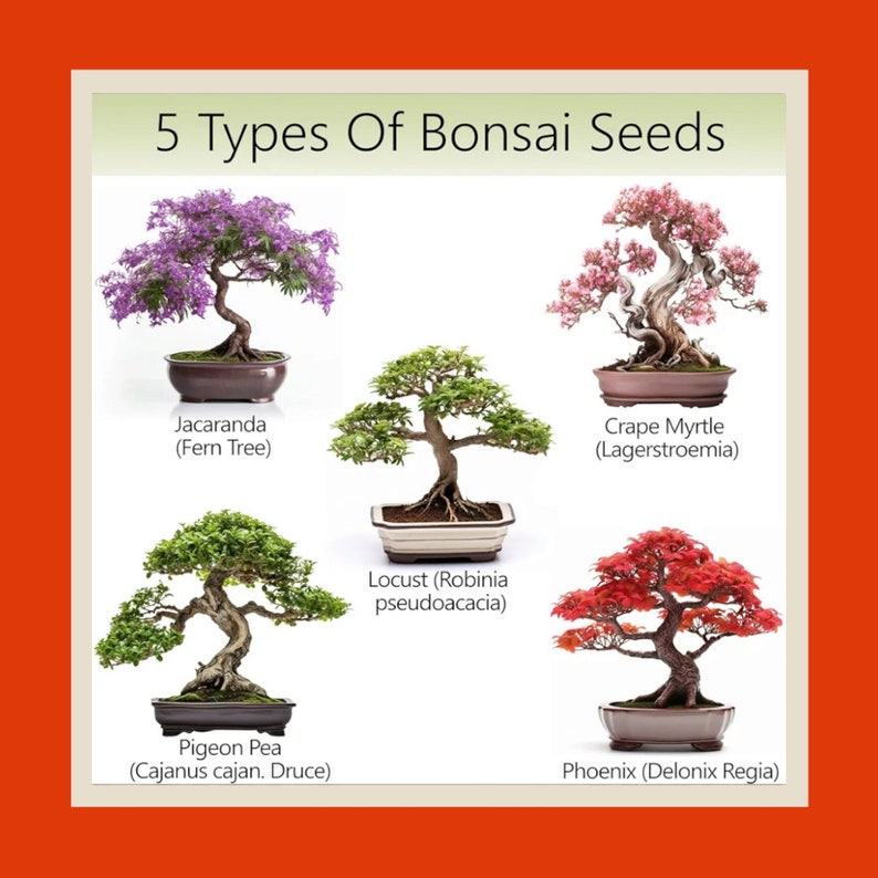 Complete Bonsai Tree Kit for Beginners and Enthusiasts | Grow 5 Unique ...