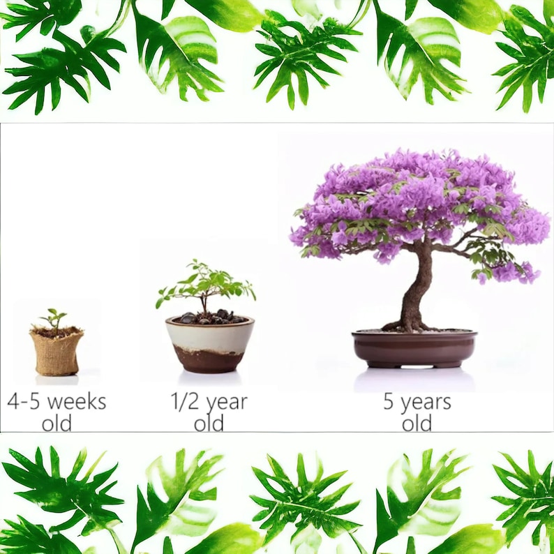 Bonsai Tree Starter Kit - Complete Indoor Growing Kit With Tools and ...