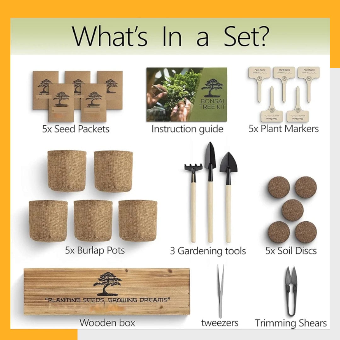 Complete Bonsai Tree Kit for Beginners and Enthusiasts | Grow 5 Unique ...
